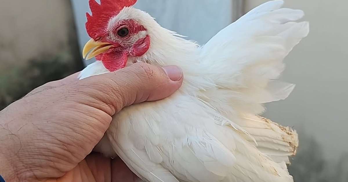 Menor galinha do mundo: conheça a Serama, pet exótico que custa até R$1000